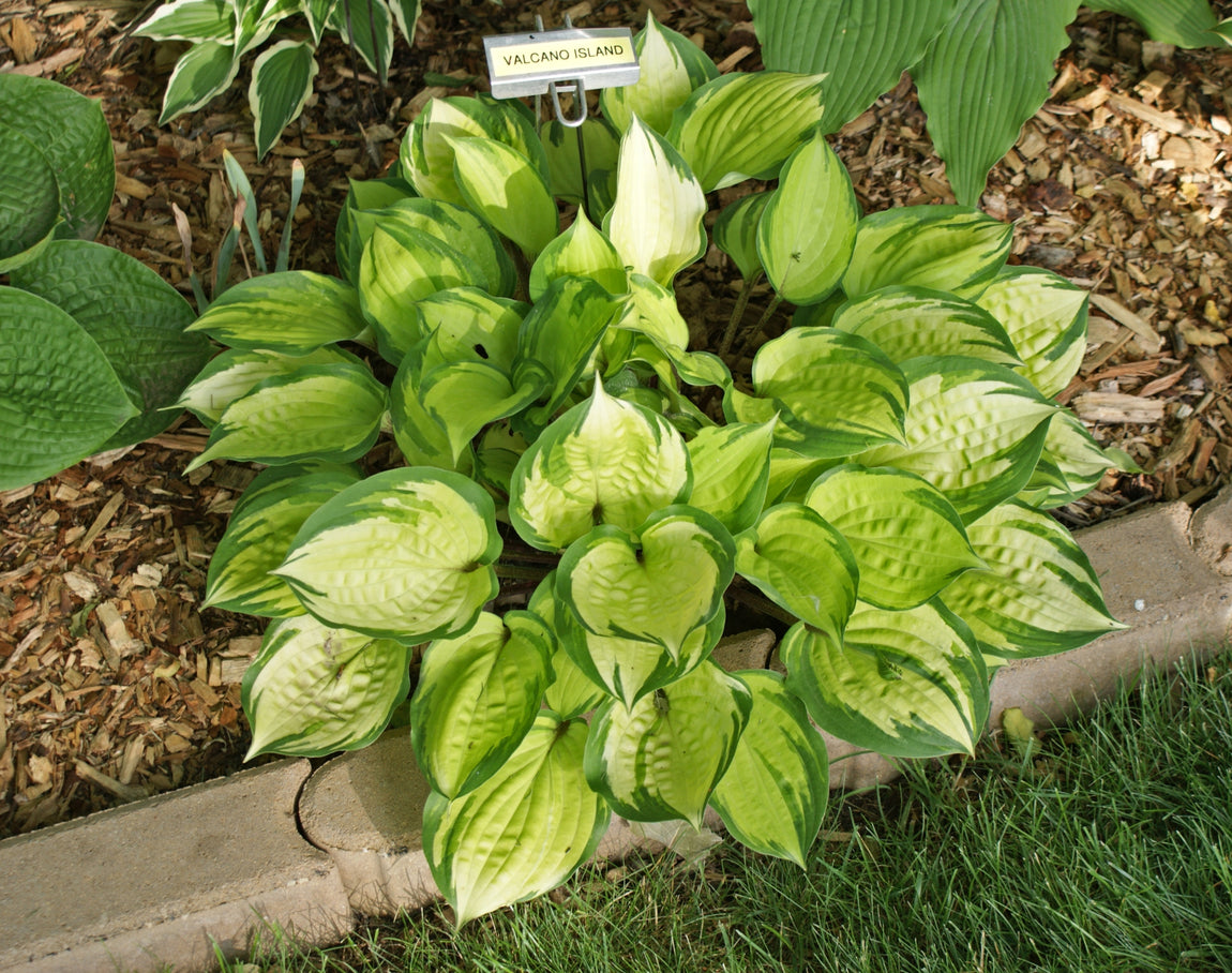 Buy Red Petiole Hostas - Unusual Hosta Plants With Red Stems – NH Hostas