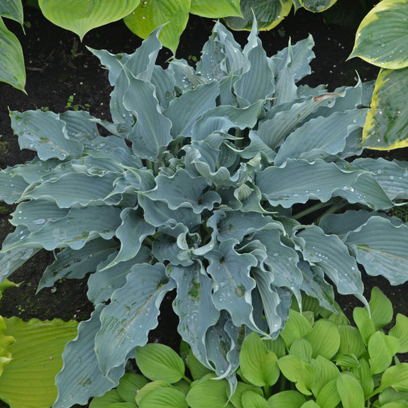 Buy Blue Hostas - Give Your Garden True Blue Colors – NH Hostas