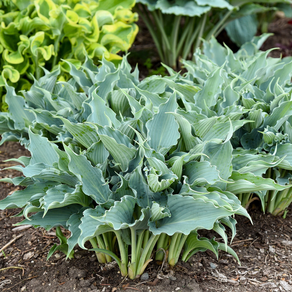 Buy Blue Hostas - Give Your Garden True Blue Colors – NH Hostas