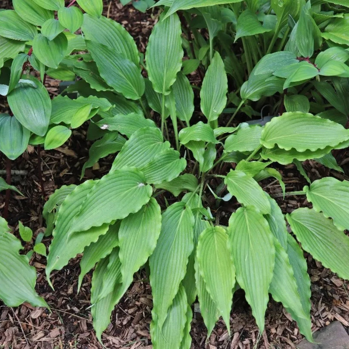 Wave Motion Hosta – NH Hostas