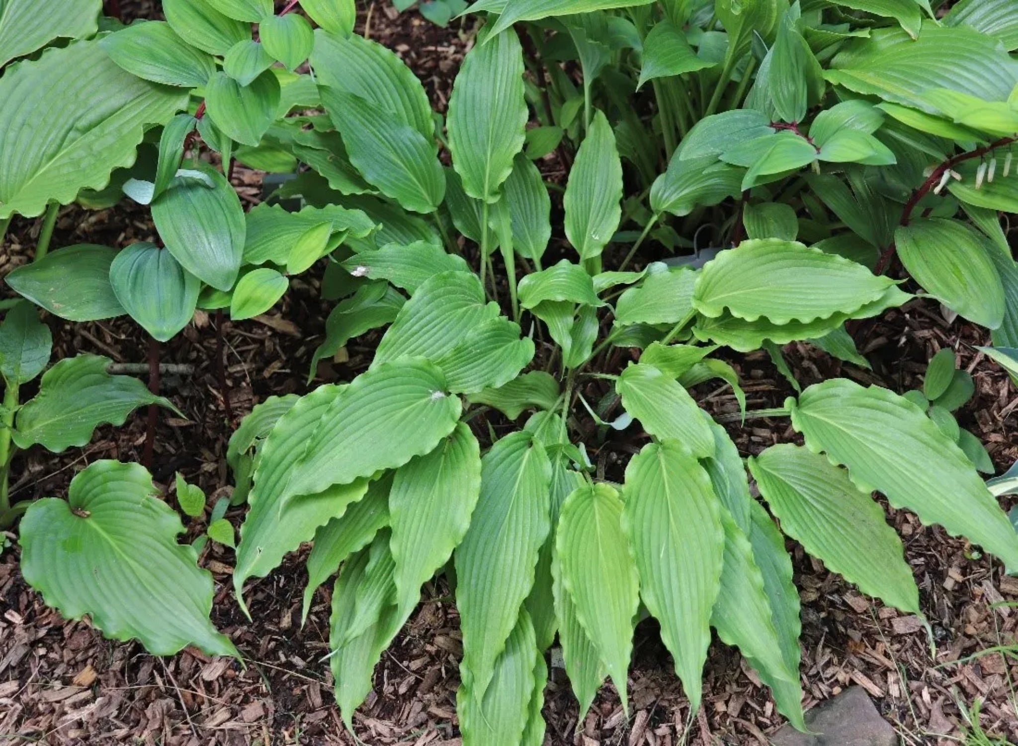 Buy Green Hostas In An Intriguing Variety Of Shades – NH Hostas