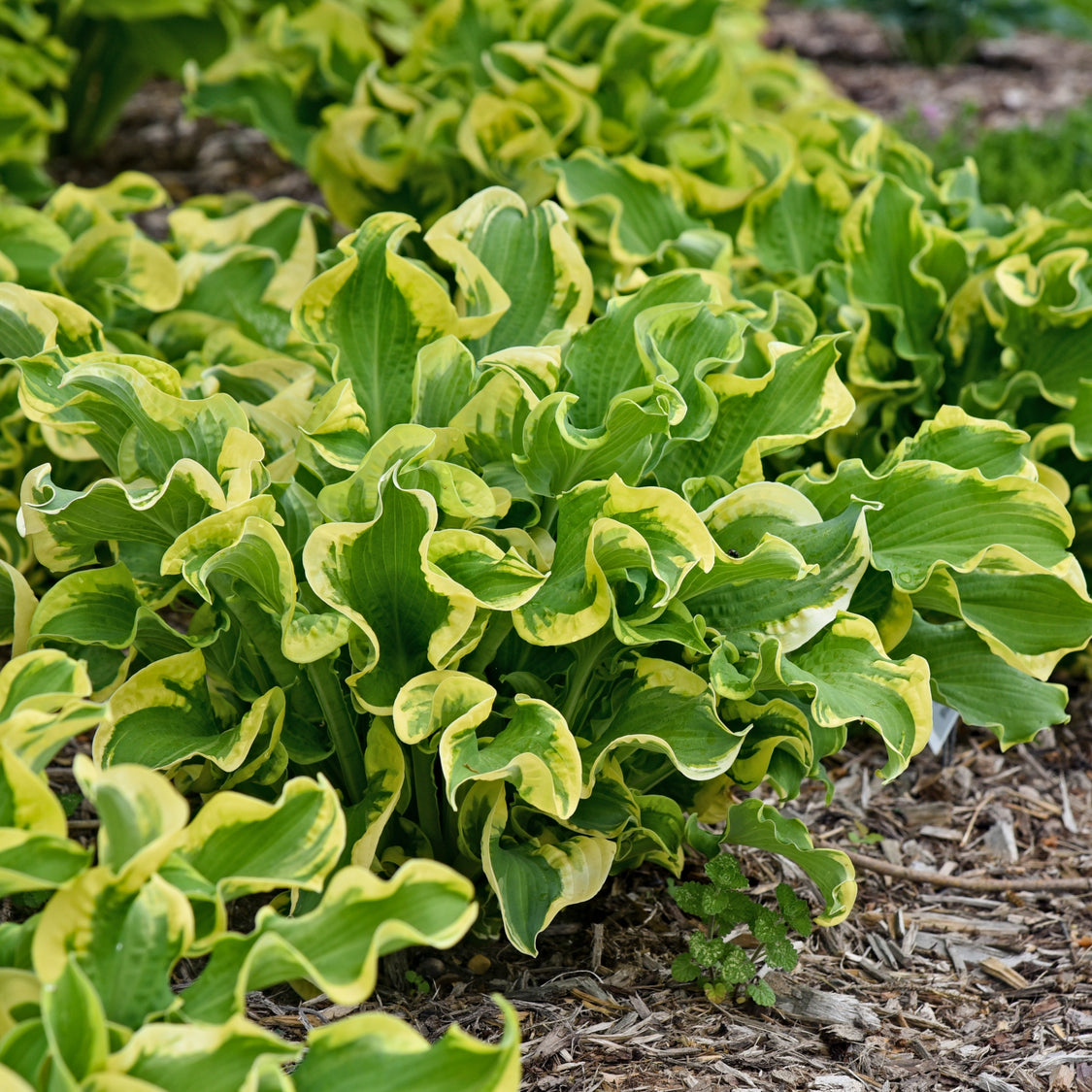 Buy Hostas With Rippled Foliage Add Structure and Contrast to the Shade ...