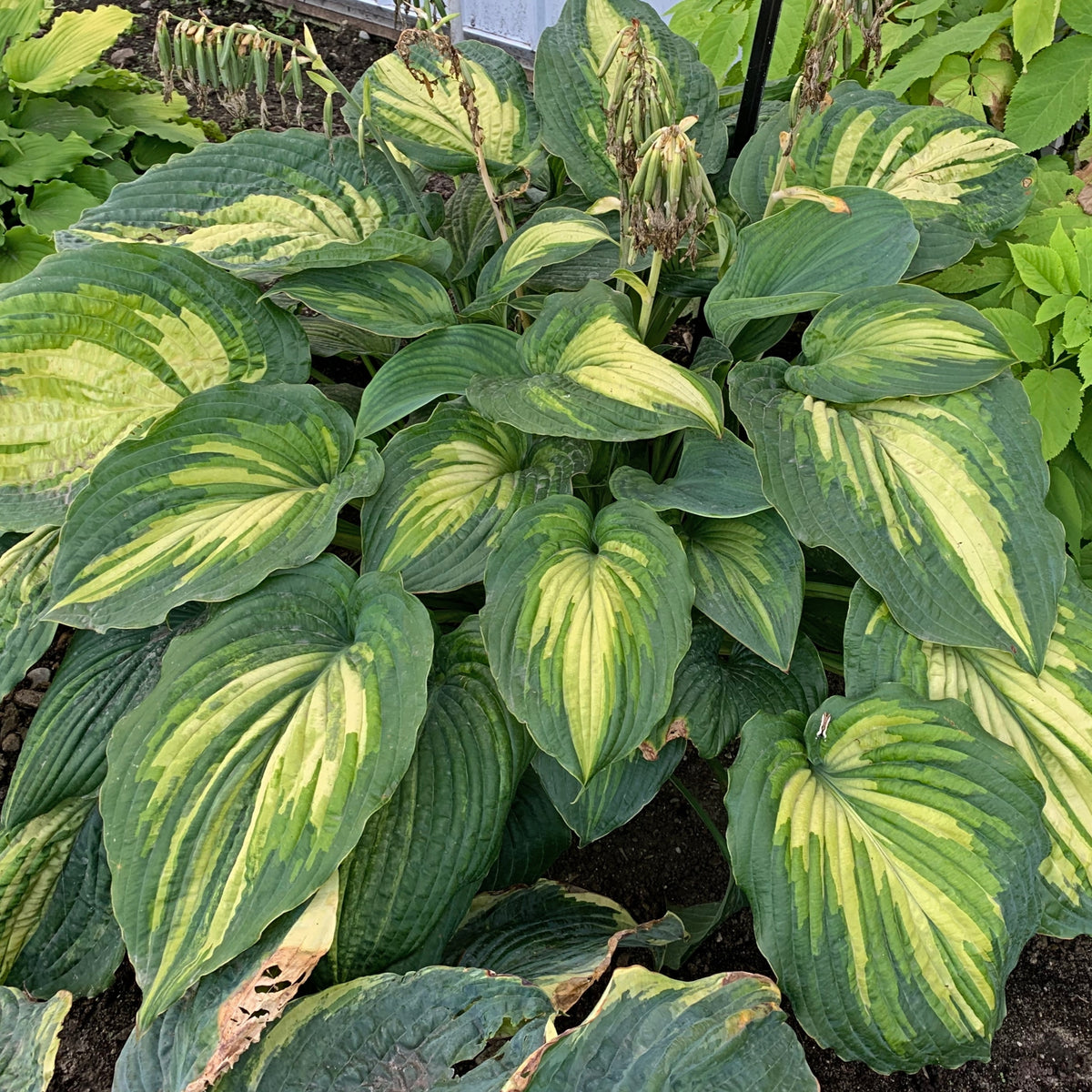When I Dream PP34285 Hosta - Giant Slug Resistant Hosta – NH Hostas