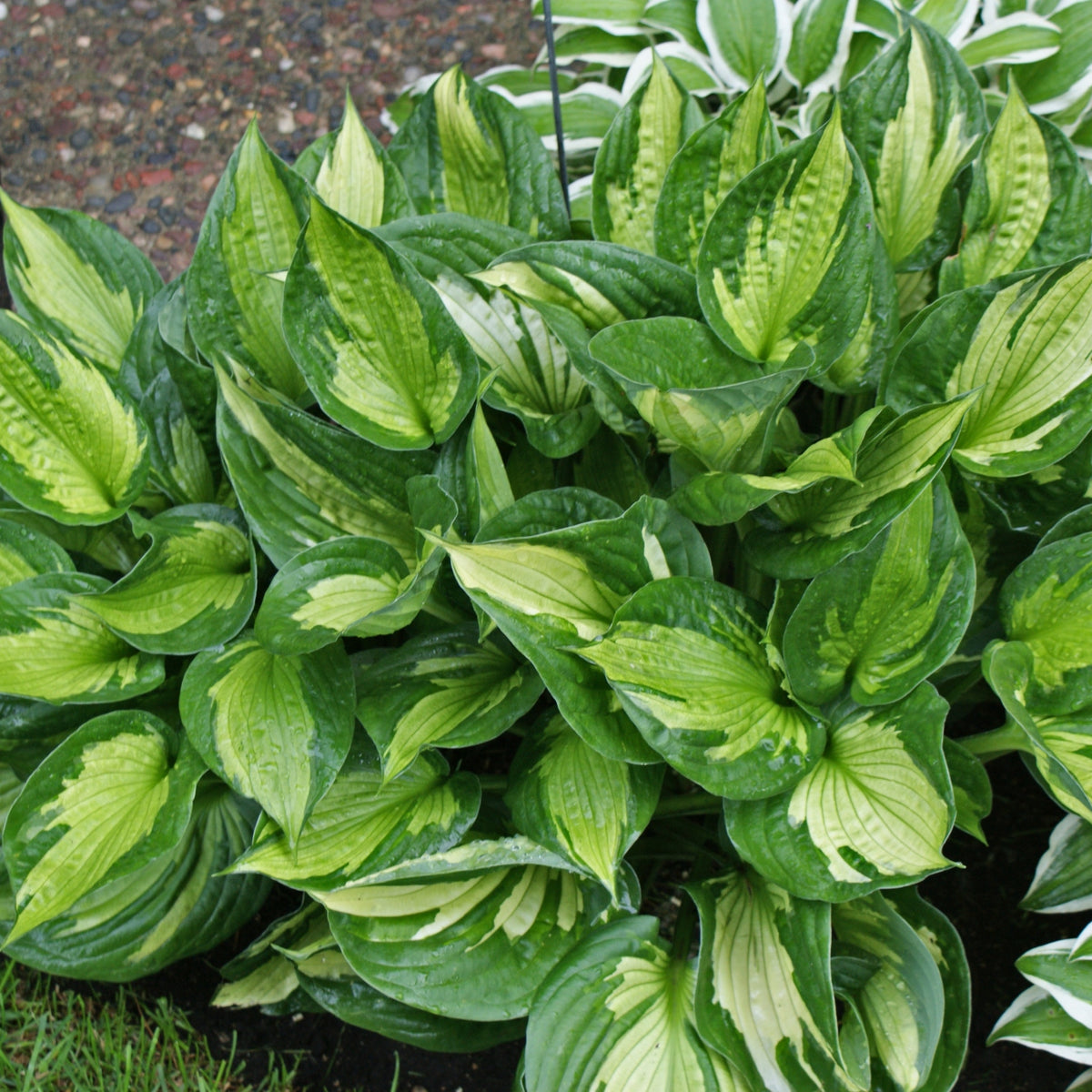Whirlwind Hosta - Shade Perennial Medium Hosta Plant – NH Hostas