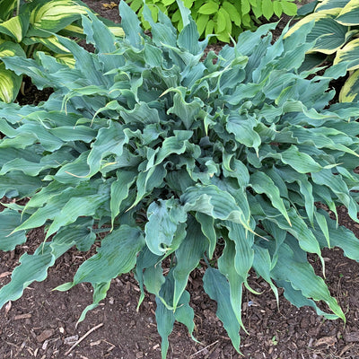Buy Large Hosta Plants 23 to 29 Inches Tall – NH Hostas