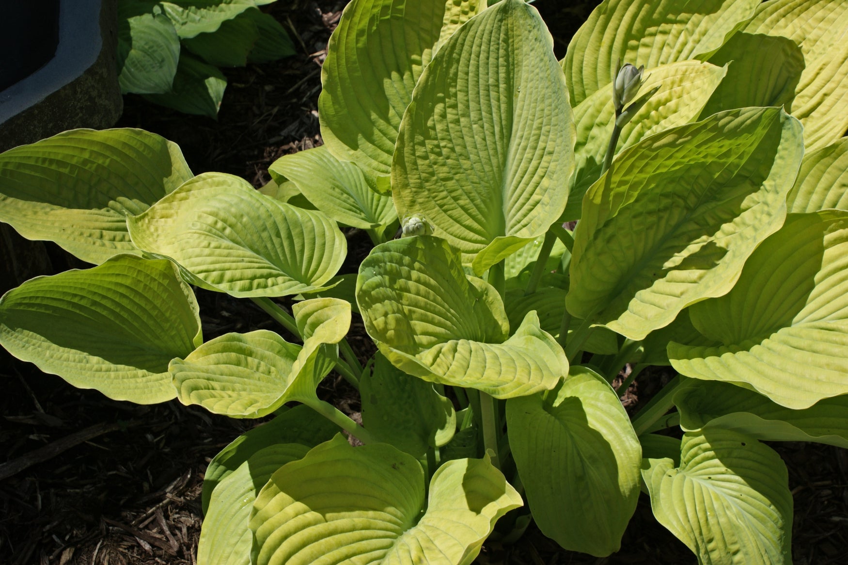 Buy Gold Hostas - Add A Drop Of Sunshine To Your Garden With A Golden ...