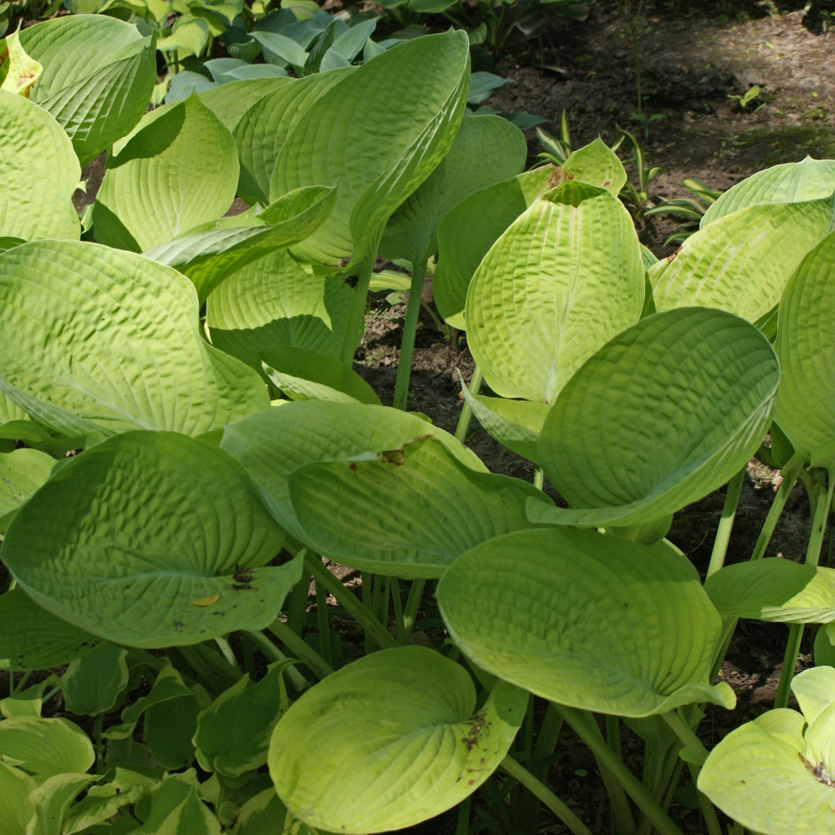 World Cup Hosta - Shade Perennial Giant Gold Hosta Plant – NH Hostas