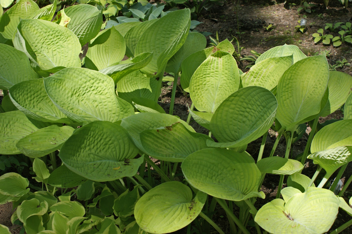 Buy Gold Hostas - Add A Drop Of Sunshine To Your Garden With A Golden ...