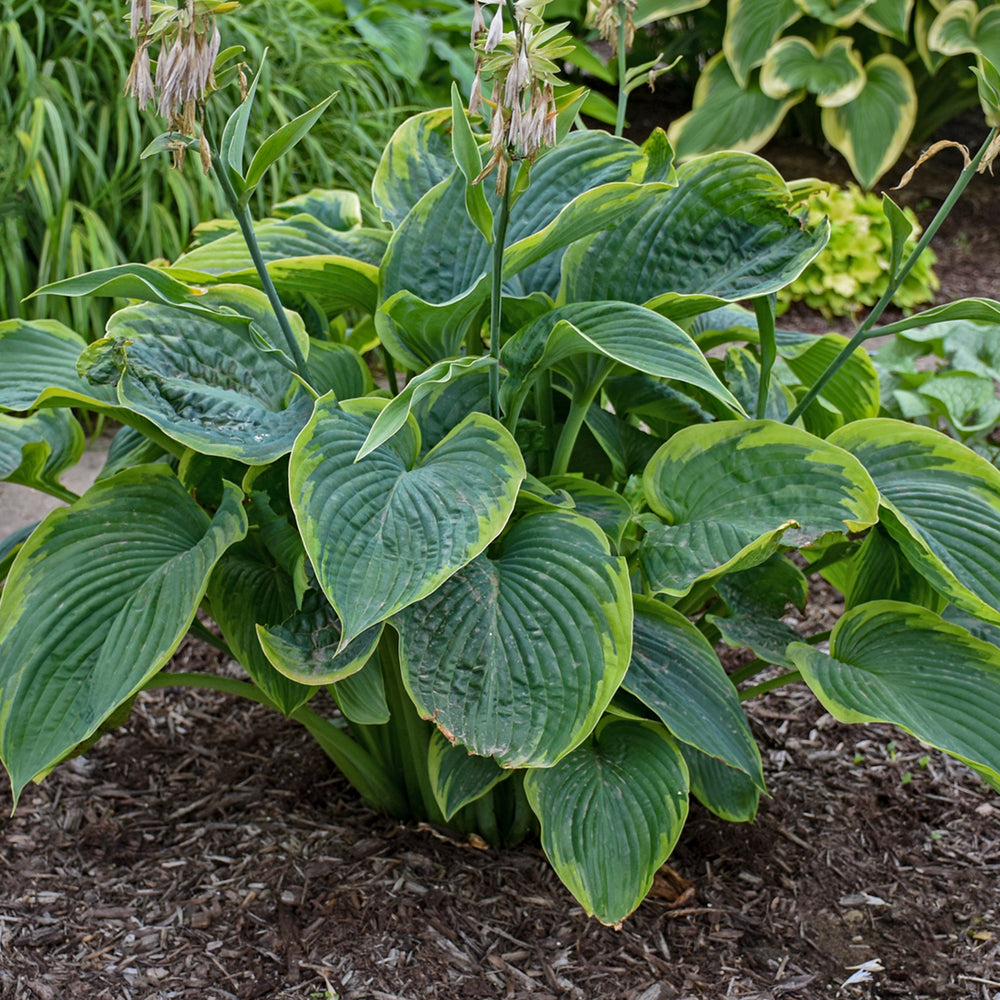 Buy Giant Hostas - Add Giant Hosta Cultivars - Big Hosta Plants Make An ...