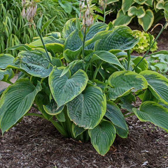 Buy Giant Hostas - Add Giant Hosta Cultivars - Big Hosta Plants Make An ...