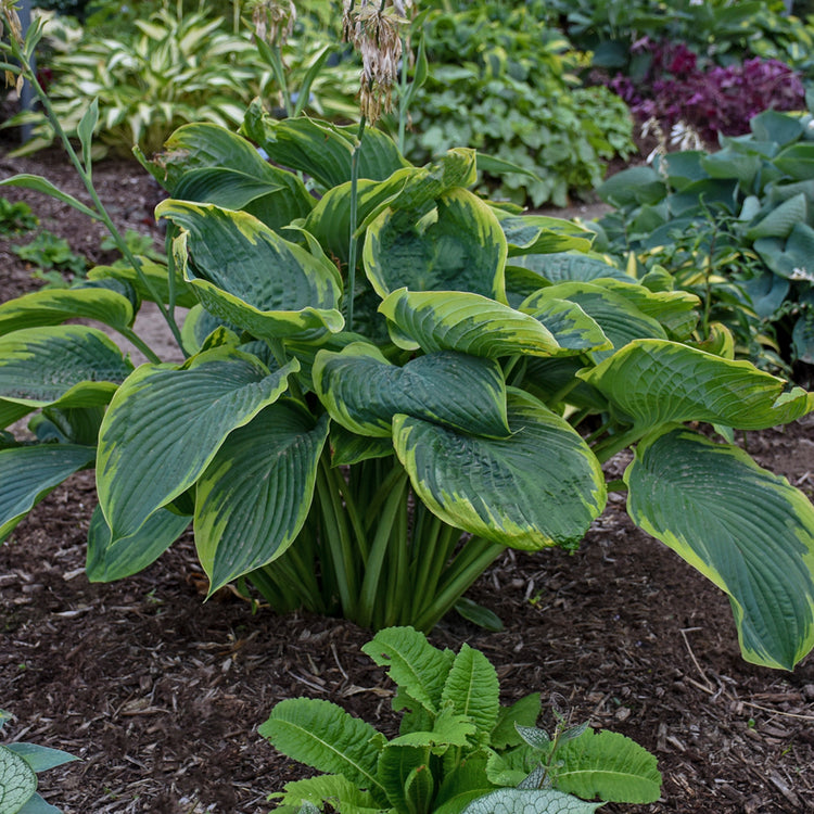 Buy Giant Hostas - Add Giant Hosta Cultivars - Big Hosta Plants Make An ...