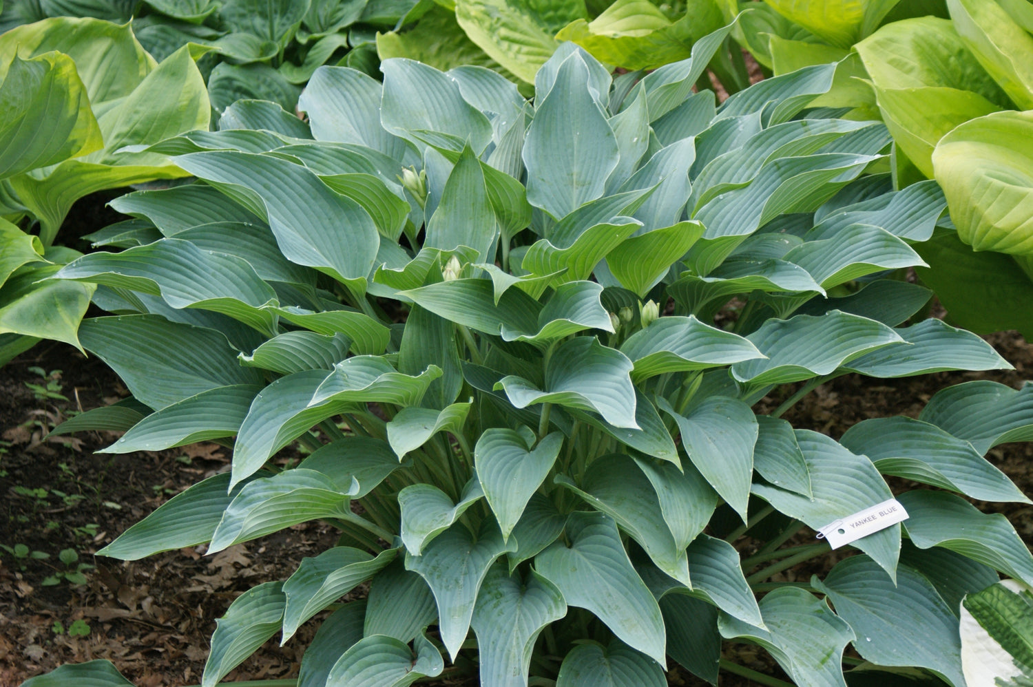 Hostas by Color | Choose Blue Green Gold White and Varigated Hostas ...