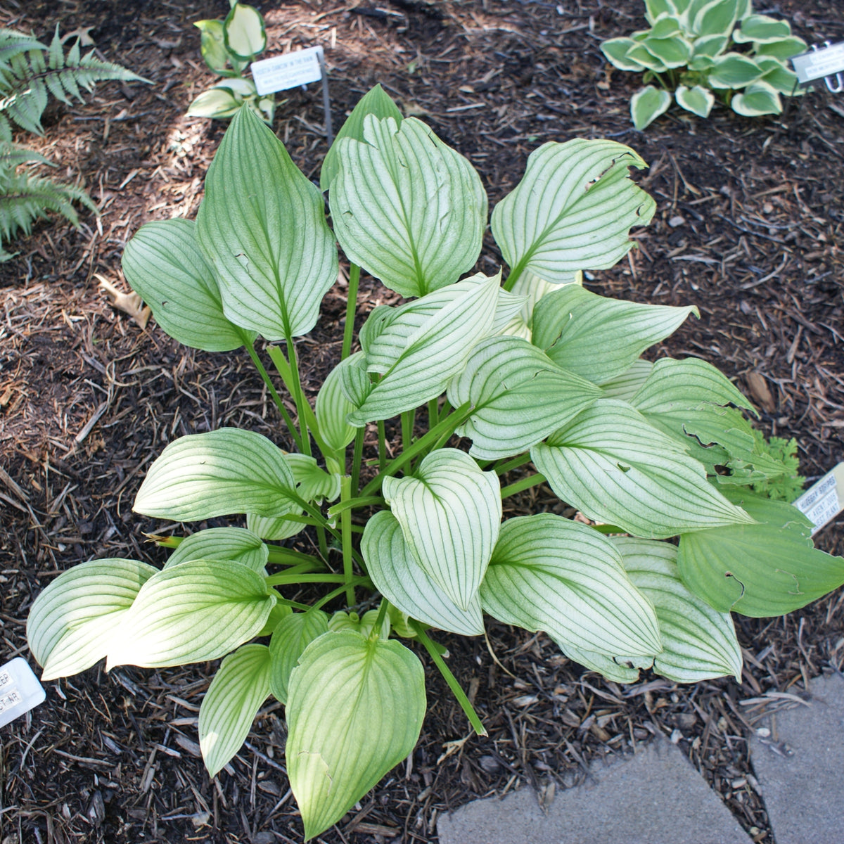 Zebra Stripes Hosta - Shade Perennial Unique Hosta Plant – NH Hostas