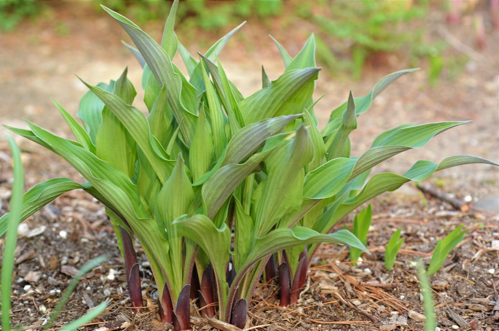 Buy Red Petiole Hostas - Unusual Hosta Plants Have Red Stems – NH Hostas