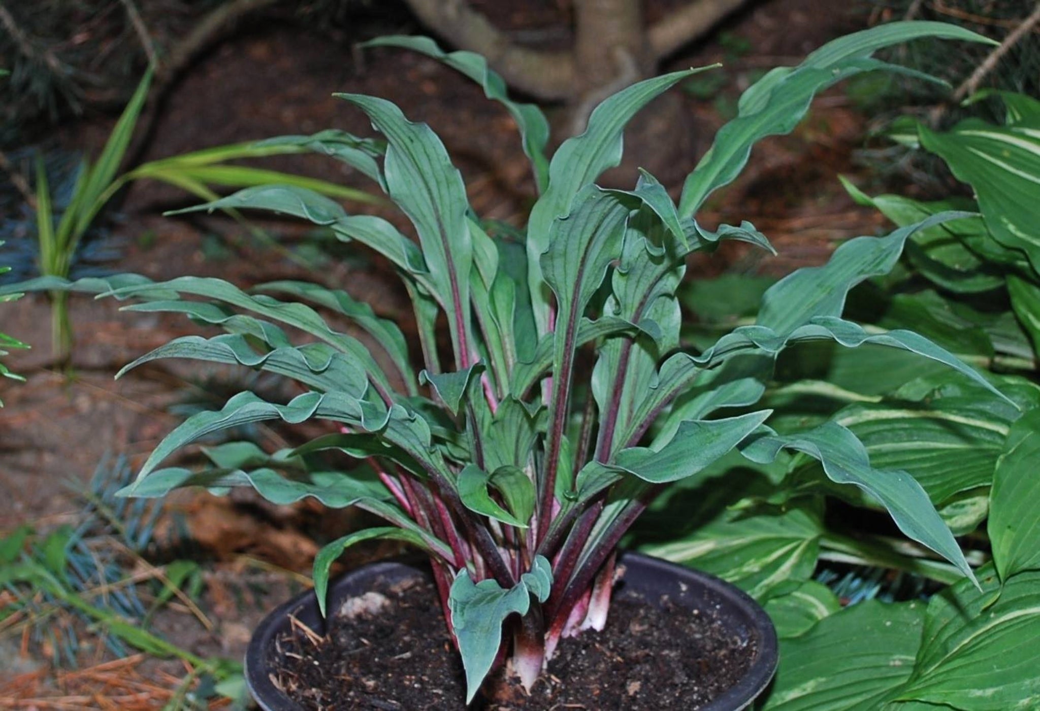 Buy Red Petiole Hostas - Unusual Hosta Plants Have Red Stems – NH Hostas
