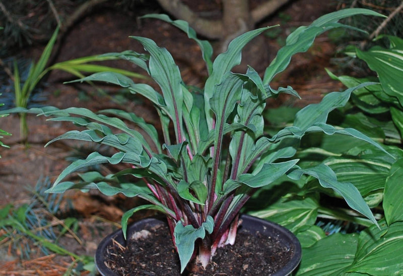 Buy Red Petiole Hostas - Unusual Hosta Plants Have Red Stems – NH Hostas