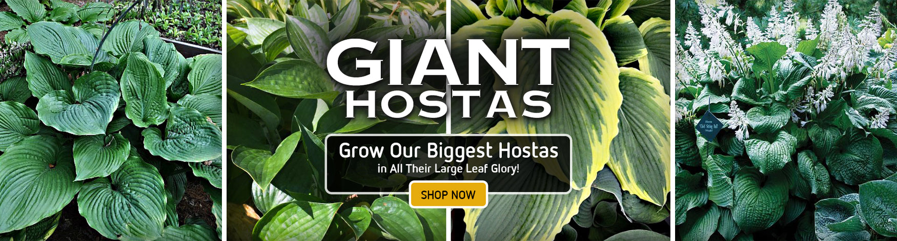 Introducing Our 2025 Hosta Catalog - 10% Early Order Discount! – NH Hostas