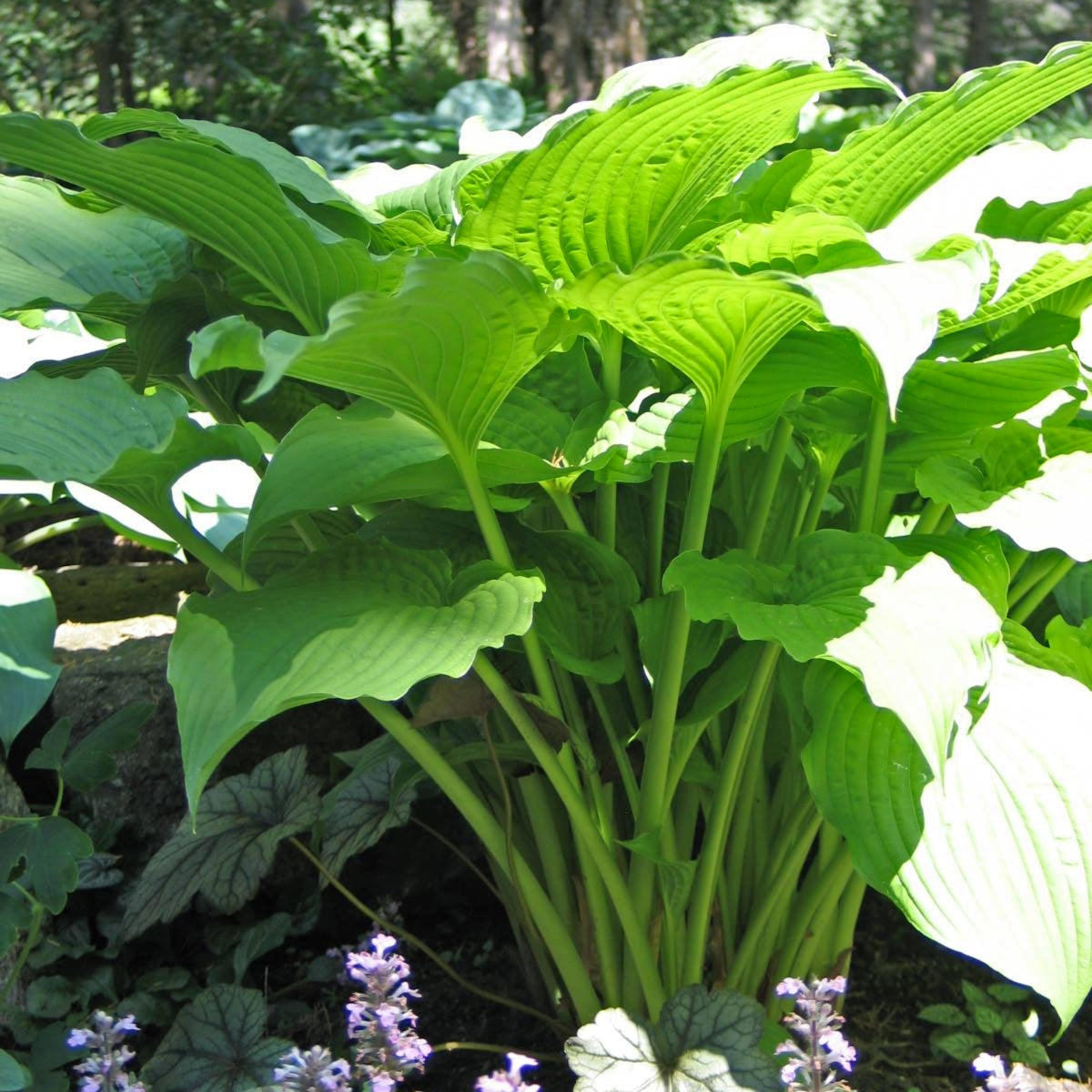 Fluted Fountain Hosta - Shade Perennial Large Hosta Plant – NH Hostas