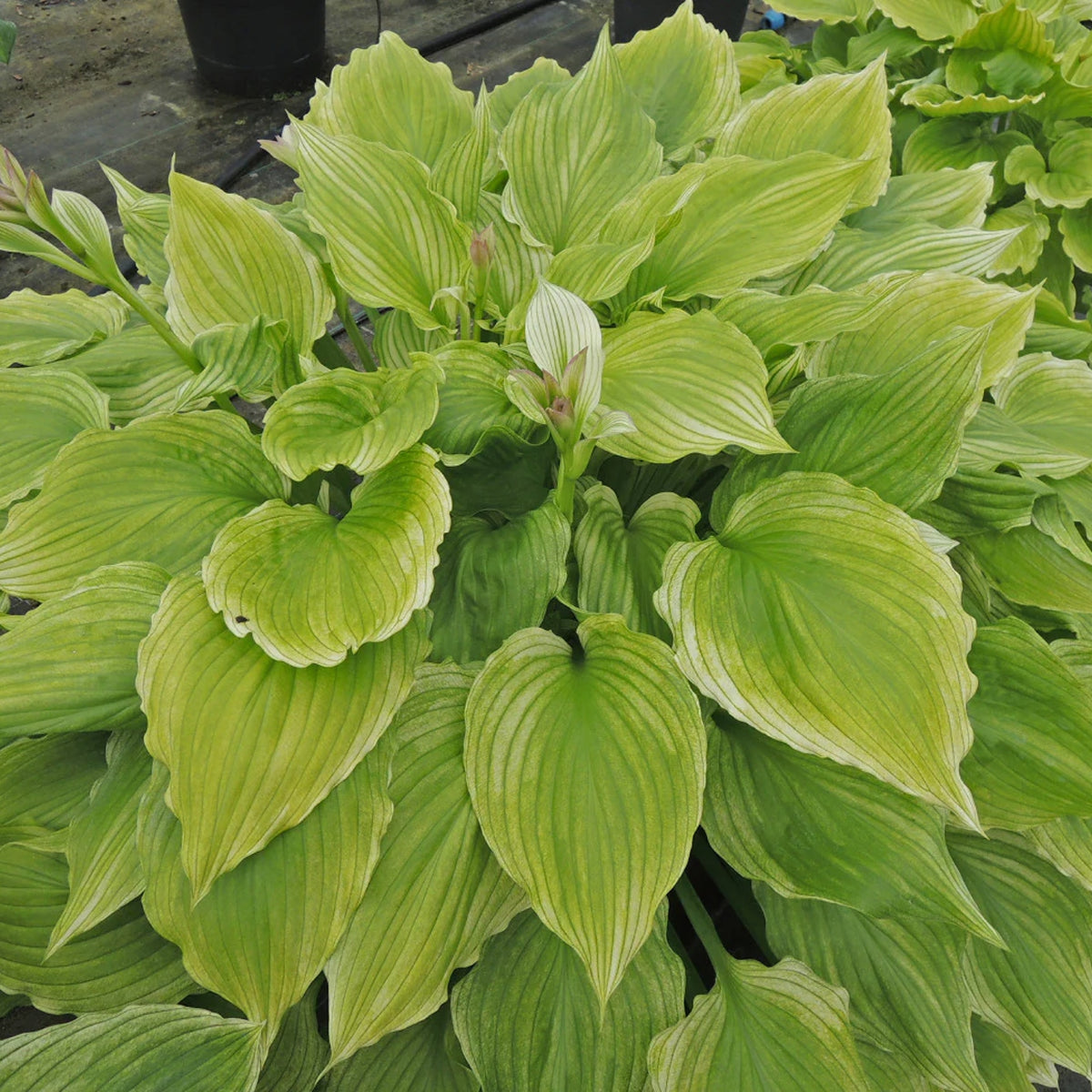 Lemon Feather Hosta – NH Hostas