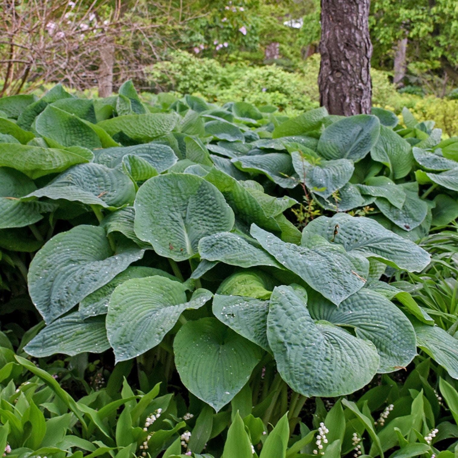 Sieboldiana 'Elegans' Hosta- Shade Perennial Slug-Resistant Hosta Plant ...
