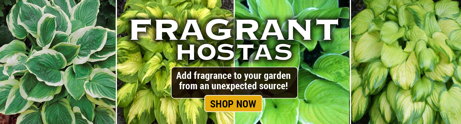 Introducing Our 2025 Hosta Catalog - 10% Early Order Discount! – NH Hostas