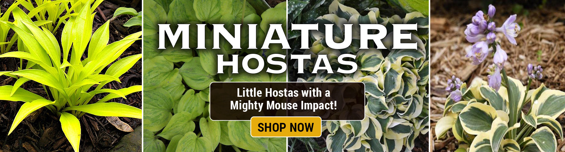Introducing Our 2025 Hosta Catalog - 10% Early Order Discount! – NH Hostas
