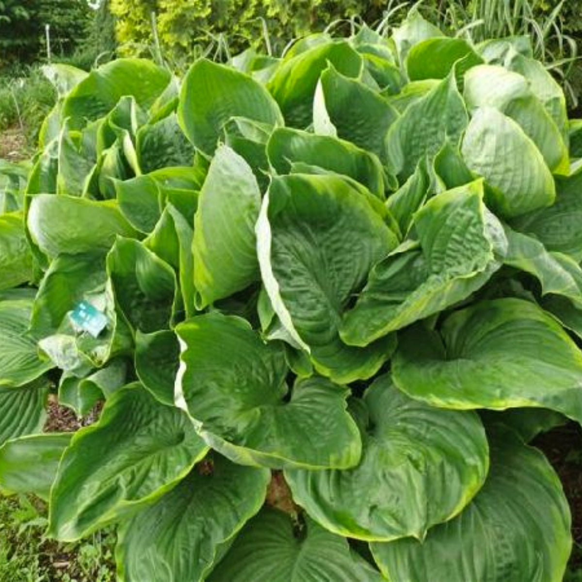 Sum it Up Hosta – NH Hostas