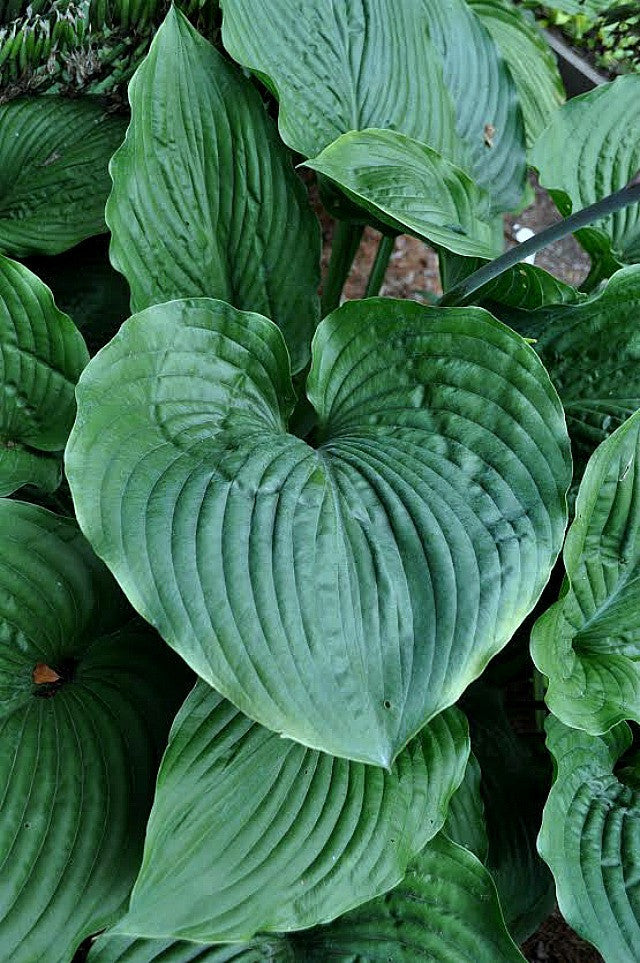 Hostas by Name - See Our Hostas Listed Alphabetically – NH Hostas