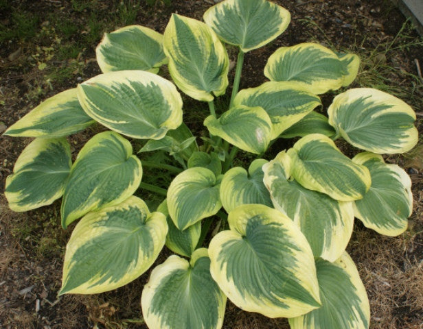 Buy Hostas Online From NH Hostas - Catalog A-G