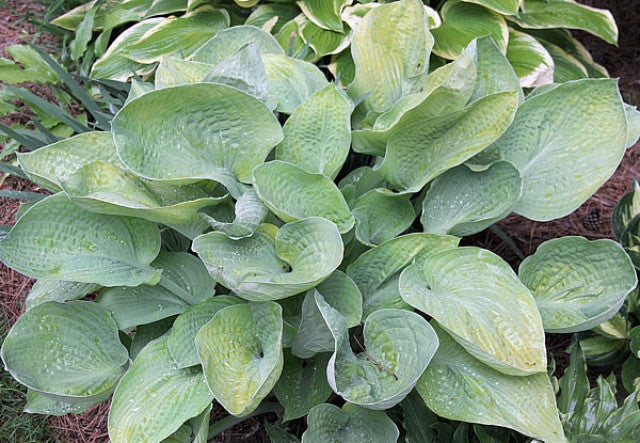 Aladdin's Lamp Hosta - Shade Perennial Cupped Gold Hosta Plant – NH Hostas