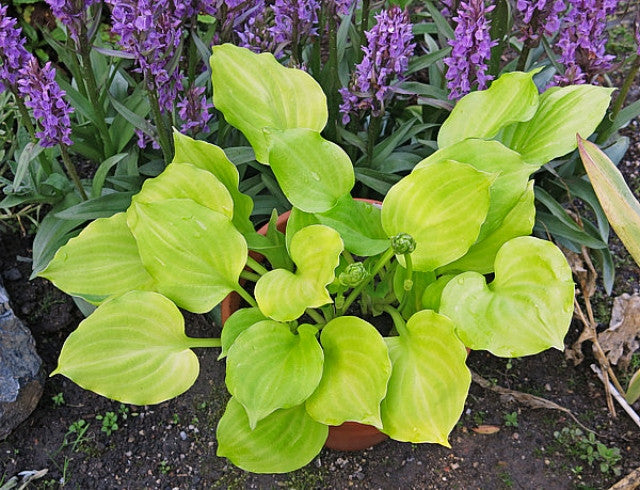 Hostas by Type – NH Hostas