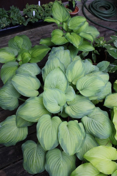 Hostas by Name - See Our Hostas Listed Alphabetically – NH Hostas