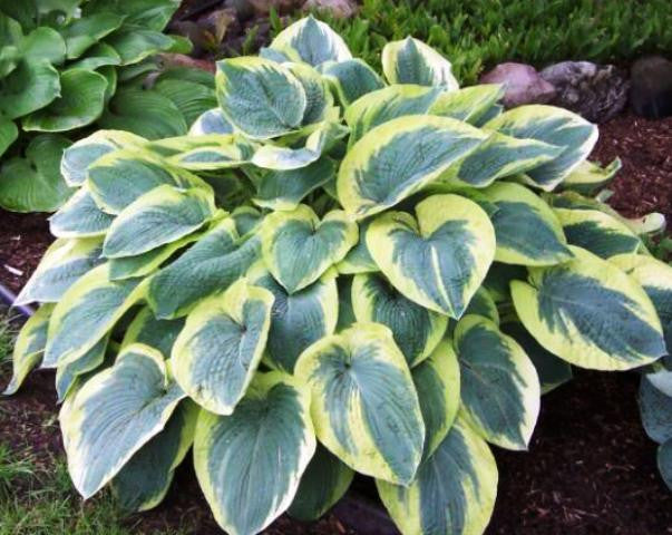 Hostas by Name - See Our Hostas Listed Alphabetically – NH Hostas