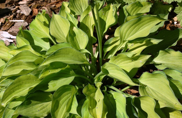 Hostas by Name - See Our Hostas Listed Alphabetically – NH Hostas