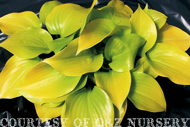 Buy Minature Hostas Online - Mini Hosta Plants Are Perfect As Border ...