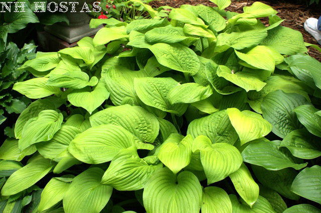 Buy Gold Hostas - Add A Drop Of Sunshine To Your Garden With A Golden ...
