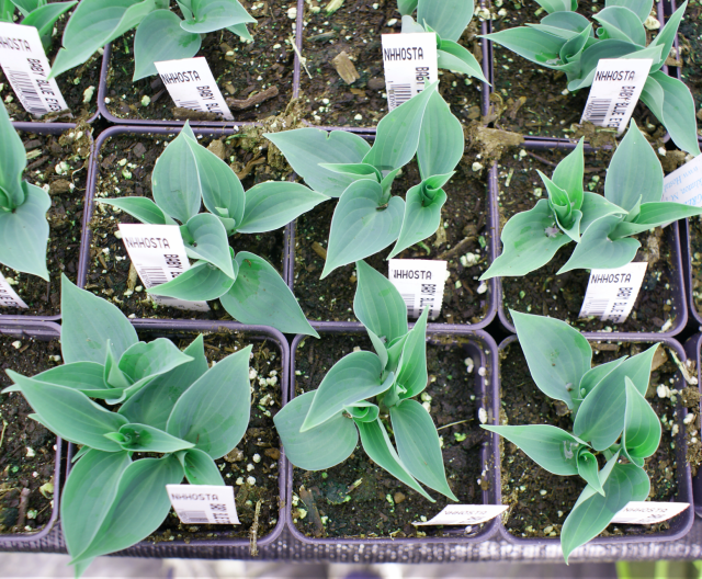 Buy Minature Hostas Online - Mini Hosta Plants Are Perfect As Border ...