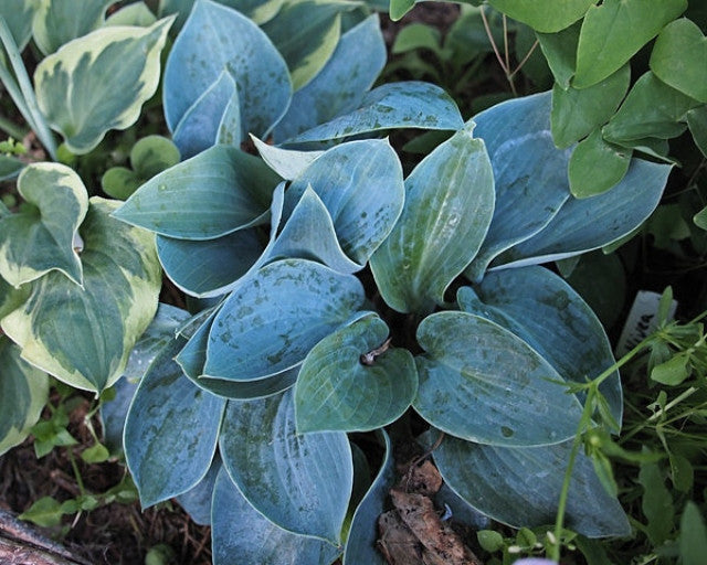Buy Minature Hostas Online - Mini Hosta Plants Are Perfect As Border ...