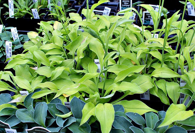 Blonde Elf Hosta - Shade Perennial Sun Tolerant Hosta Plant – NH Hostas