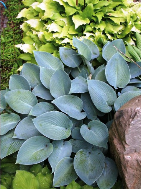 Blue Cherub Hosta - Shade Perennial Medium Blue Hosta Plant – NH Hostas