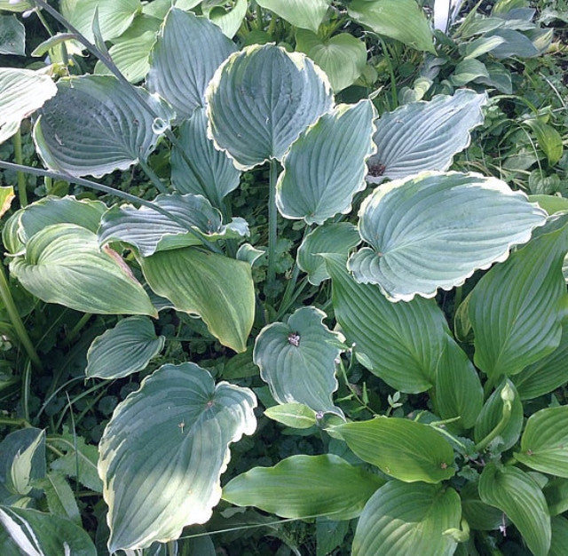 Blue Jeans Bling Hosta - Medium Sun-Tolerant Hosta – NH Hostas