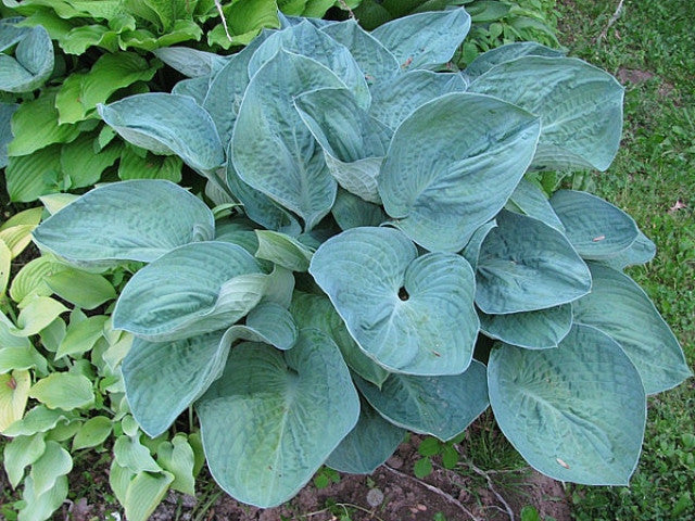 Hosta Blue Lettuce - Shade Perennial Large Blue Hosta Plant – NH Hostas