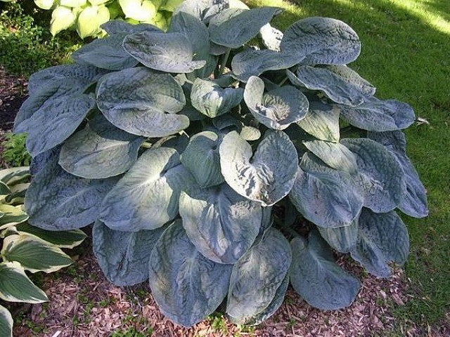 Buy Blue Hostas - Give Your Garden True Blue Colors – NH Hostas
