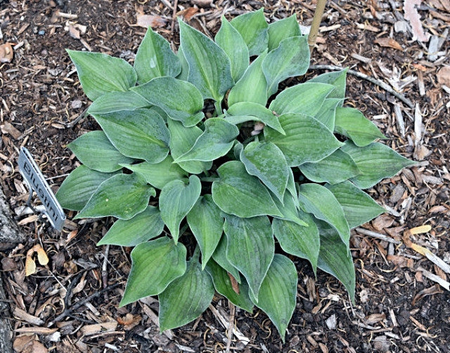 Buy Minature Hostas Online - Mini Hosta Plants Are Perfect As Border ...