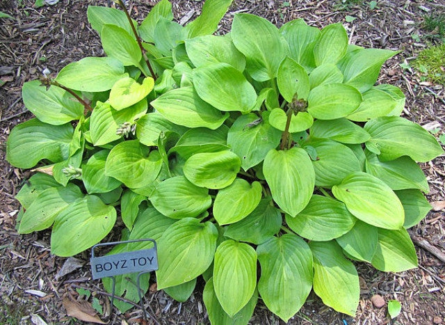 Buy Minature Hostas Online - Mini Hosta Plants Are Perfect As Border ...