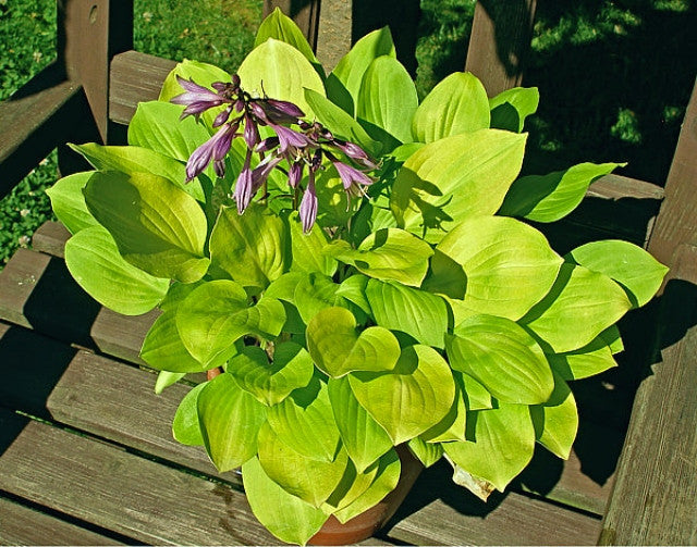 Buy Minature Hostas Online - Mini Hosta Plants Are Perfect As Border ...