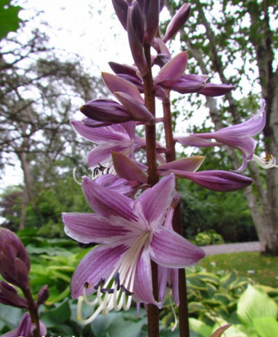 Buy Red Petiole Hostas - Unusual Hosta Plants Have Red Stems – NH Hostas