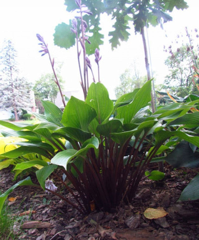 Buy Red Petiole Hostas - Unusual Hosta Plants With Red Stems – NH Hostas