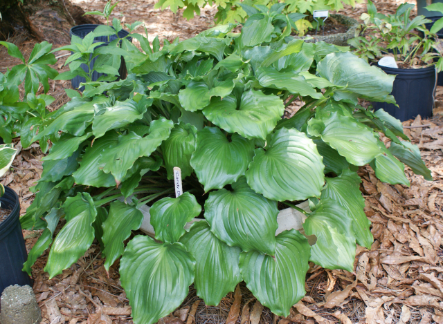 Buy Red Petiole Hostas - Unusual Hosta Plants Have Red Stems – NH Hostas