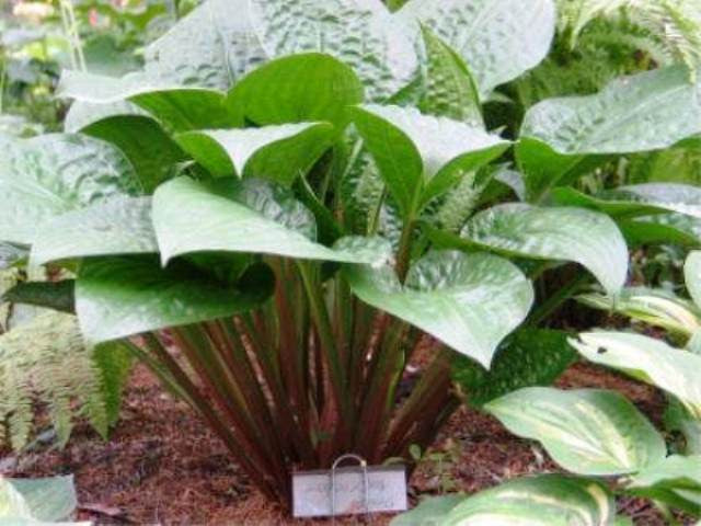 Buy Red Petiole Hostas - Unusual Hosta Plants Have Red Stems – NH Hostas
